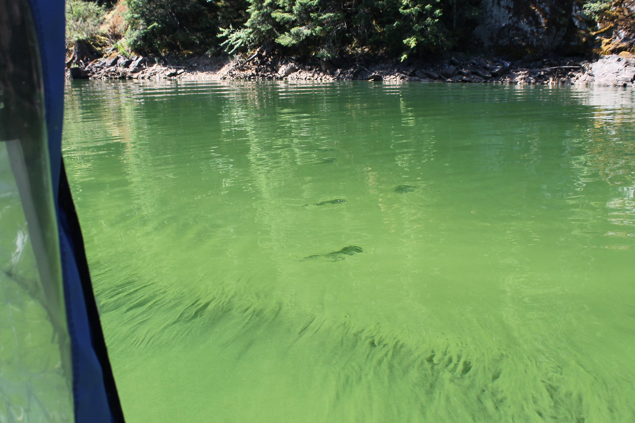 New analysis yields clearer picture of toxin-producing blue-green algae ...