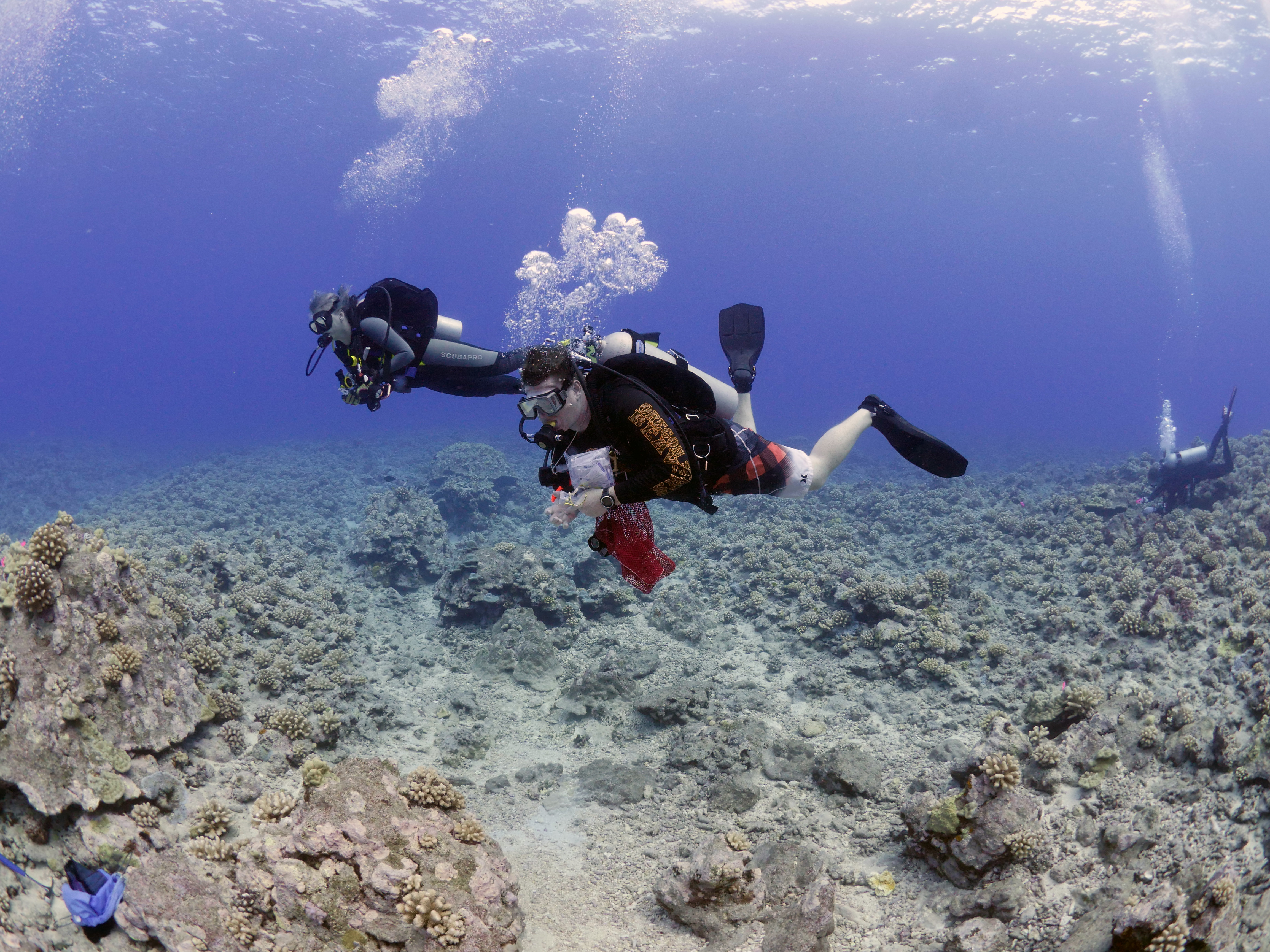 Special screenings of Oregon State-produced coral reef documentary ...