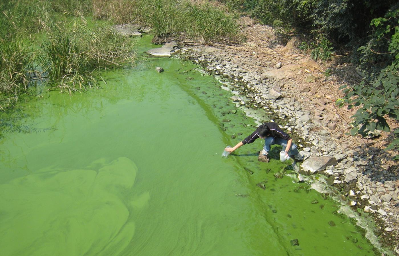 Increasing toxicity of algal blooms tied to nutrient enrichment and ...