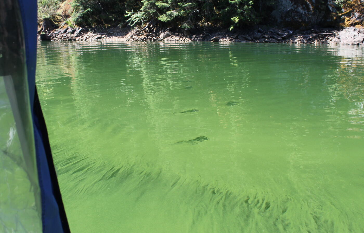 New analysis yields clearer picture of toxin-producing blue-green algae ...