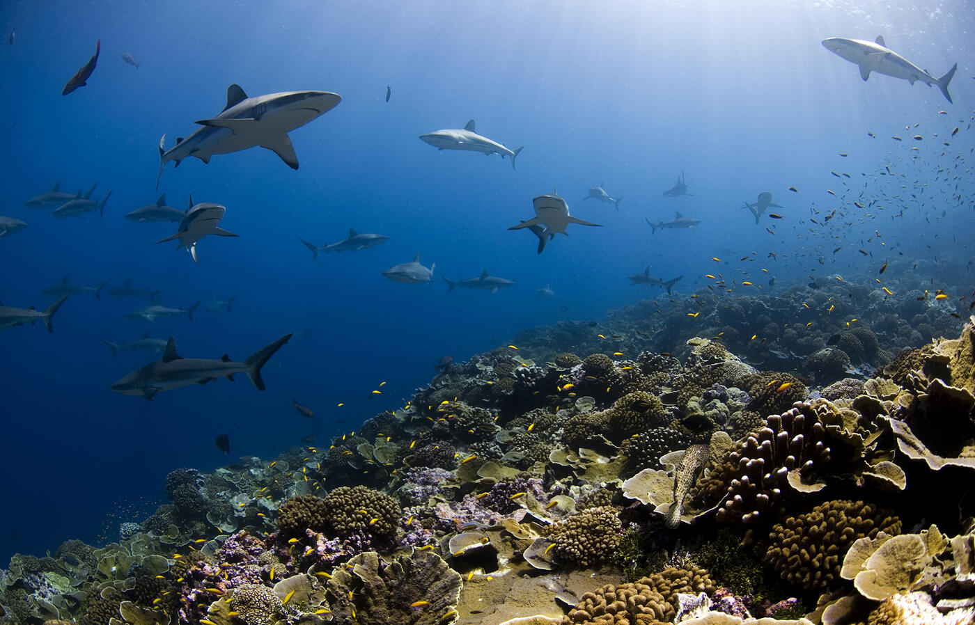 Historic ocean treaty underpinned by Oregon State University science ...