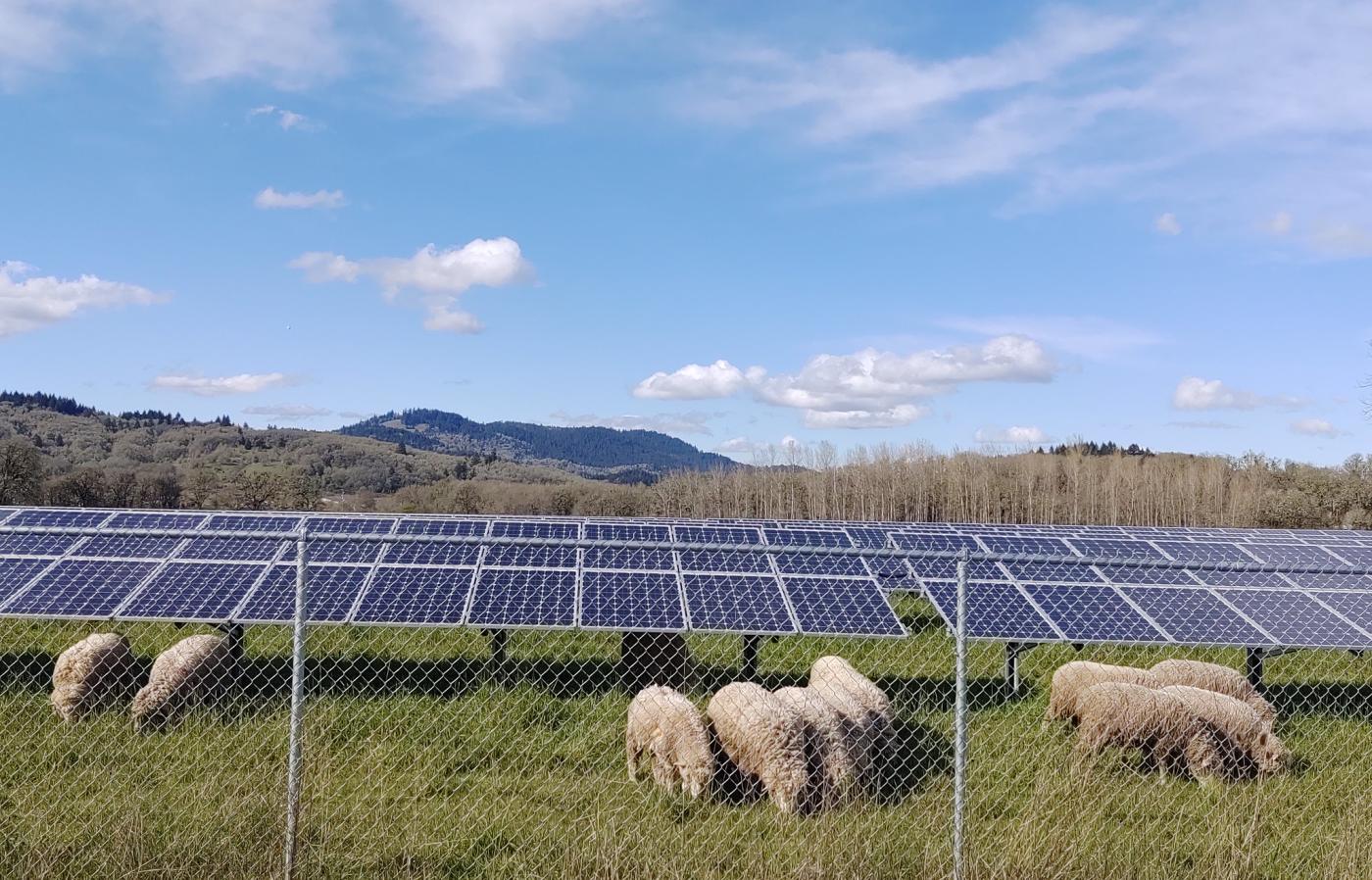 Combining solar panels and lamb grazing increases land productivity ...