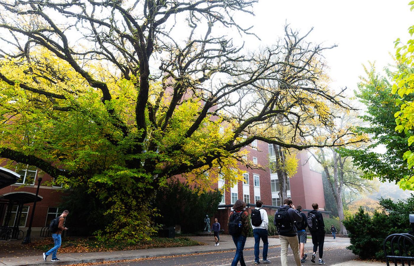 Oregon State fall enrollment sets record, driven by in-person and ...