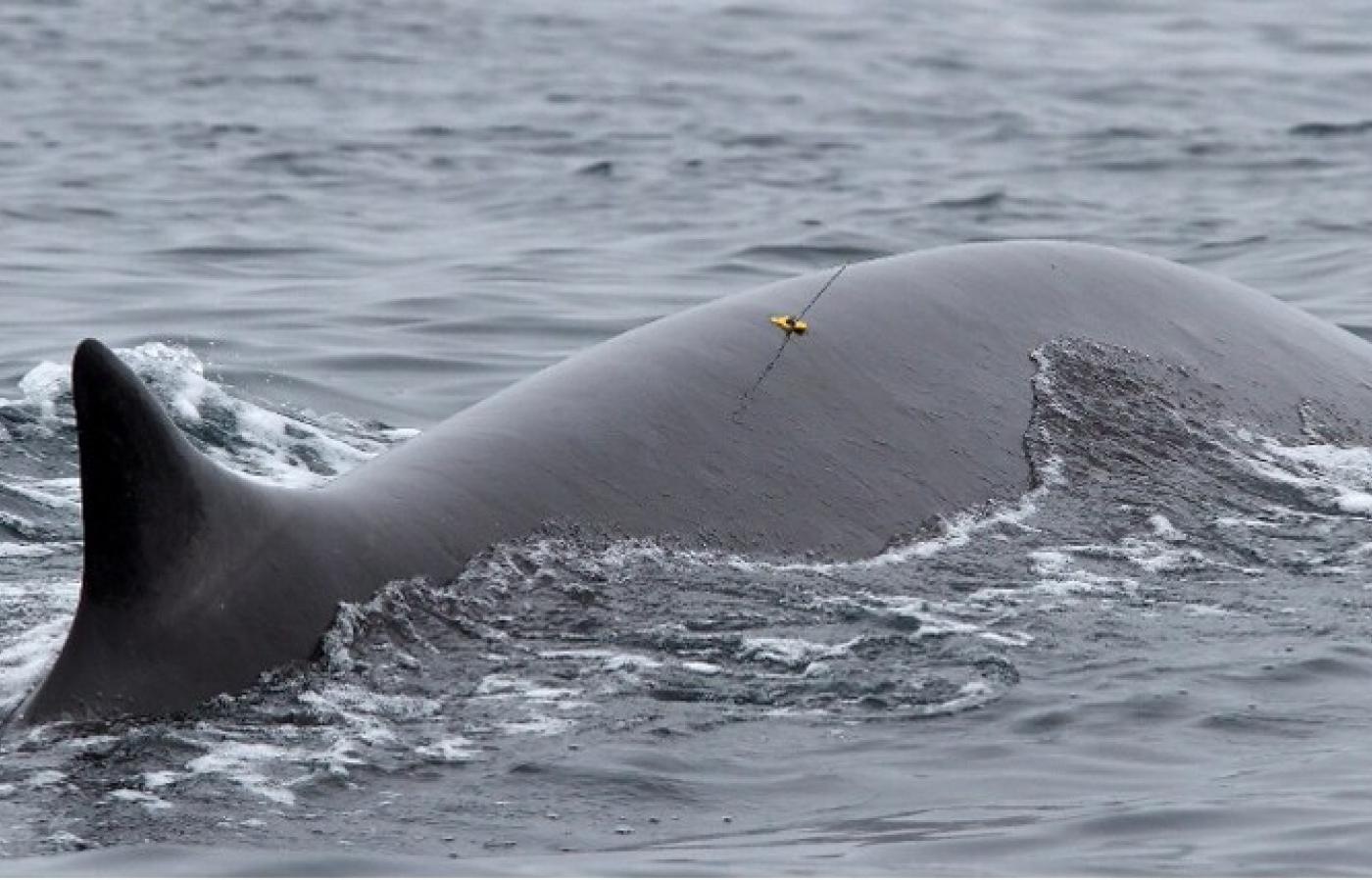 Long-term tracking of whale feeding behavior via satellite now possible ...