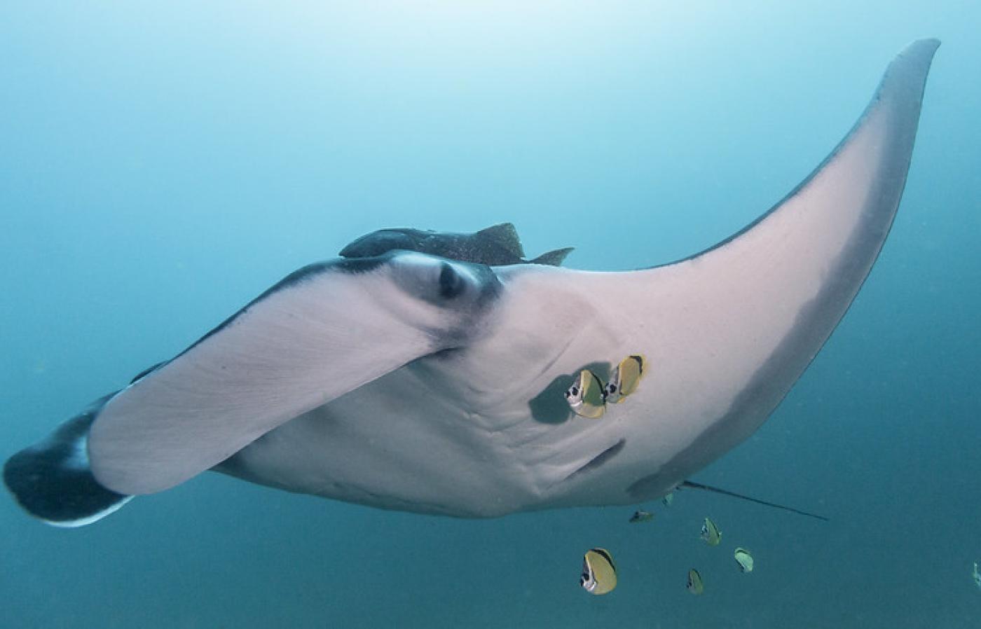 Largest known manta ray population is thriving off the coast of Ecuador ...