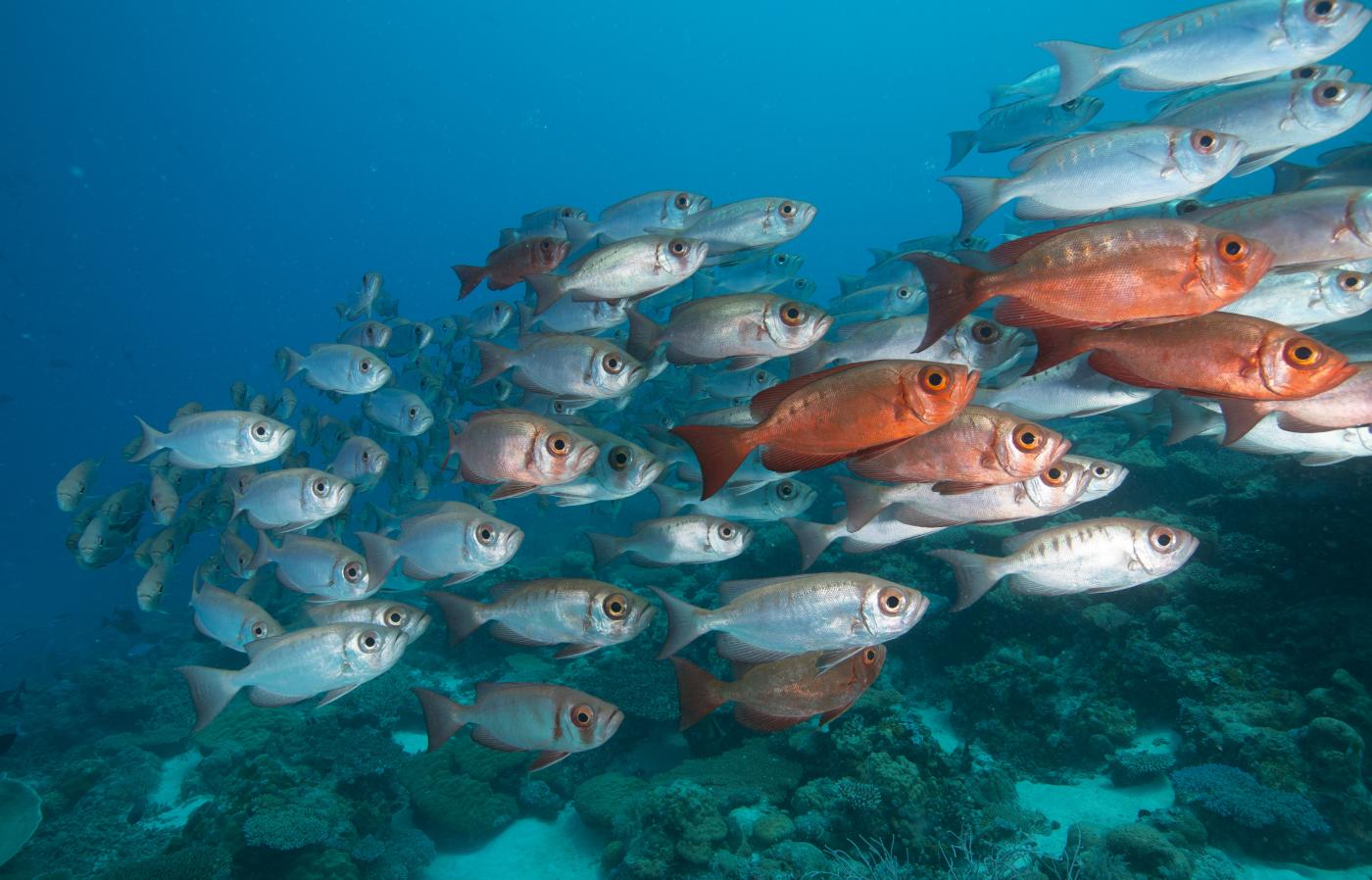 International science team: Marine reserves can help mitigate climate ...