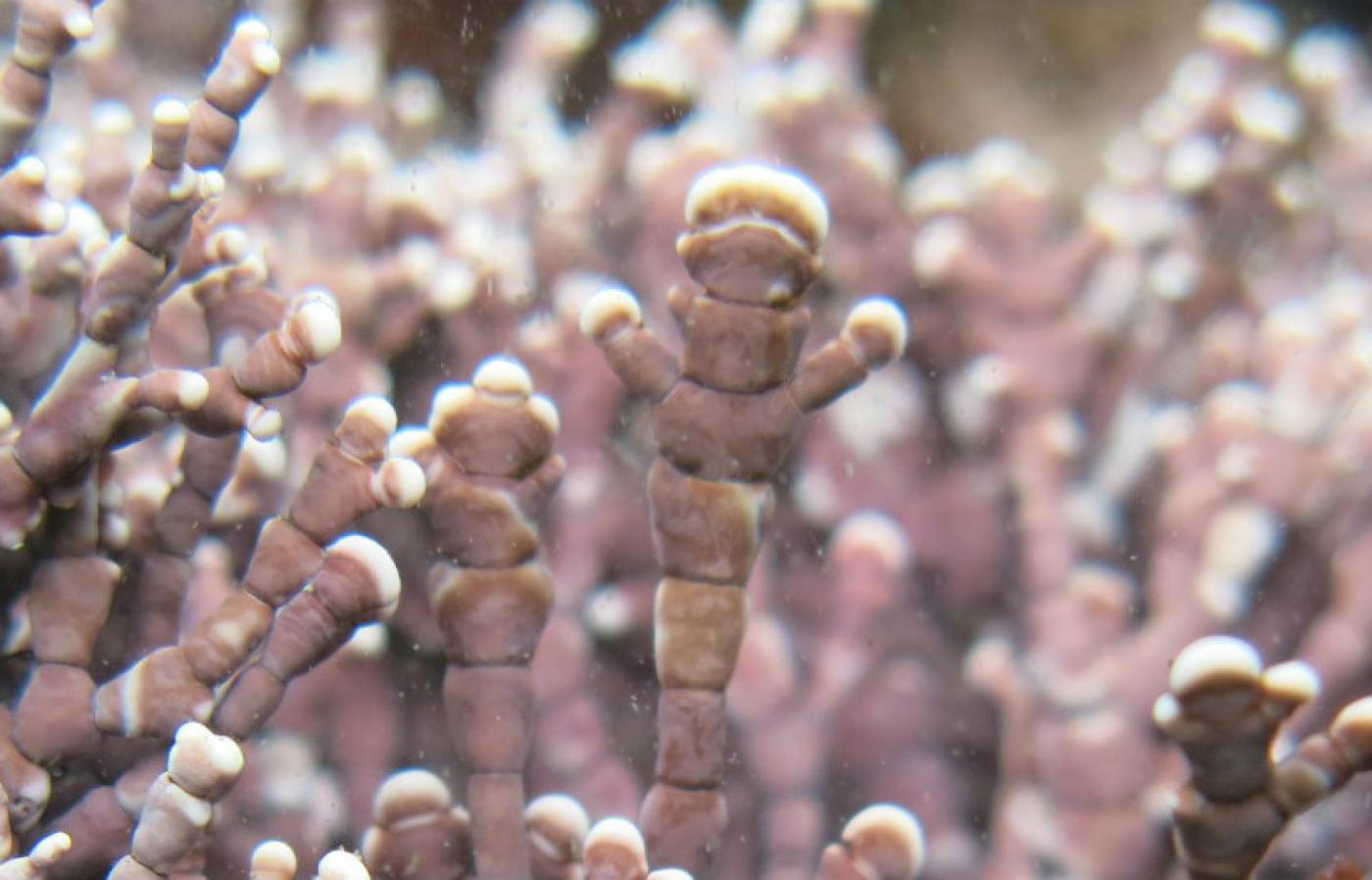 Size the main factor in predicting how calcifying organisms will ...