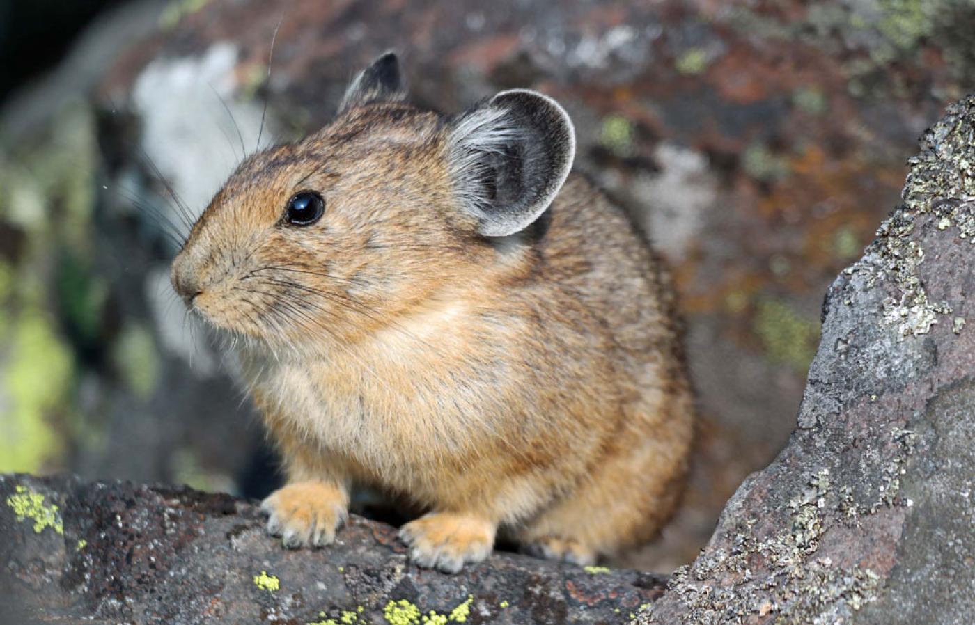 New evidence of two subspecies of American pikas in Rocky Mountain ...