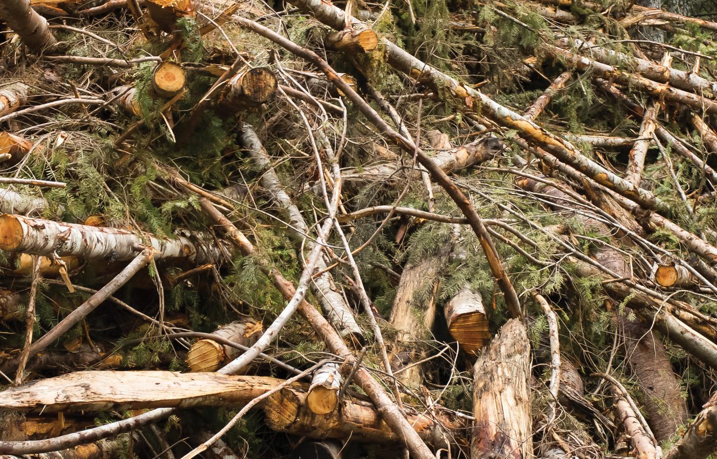 Economics of forest biomass raise hurdles for rural development ...