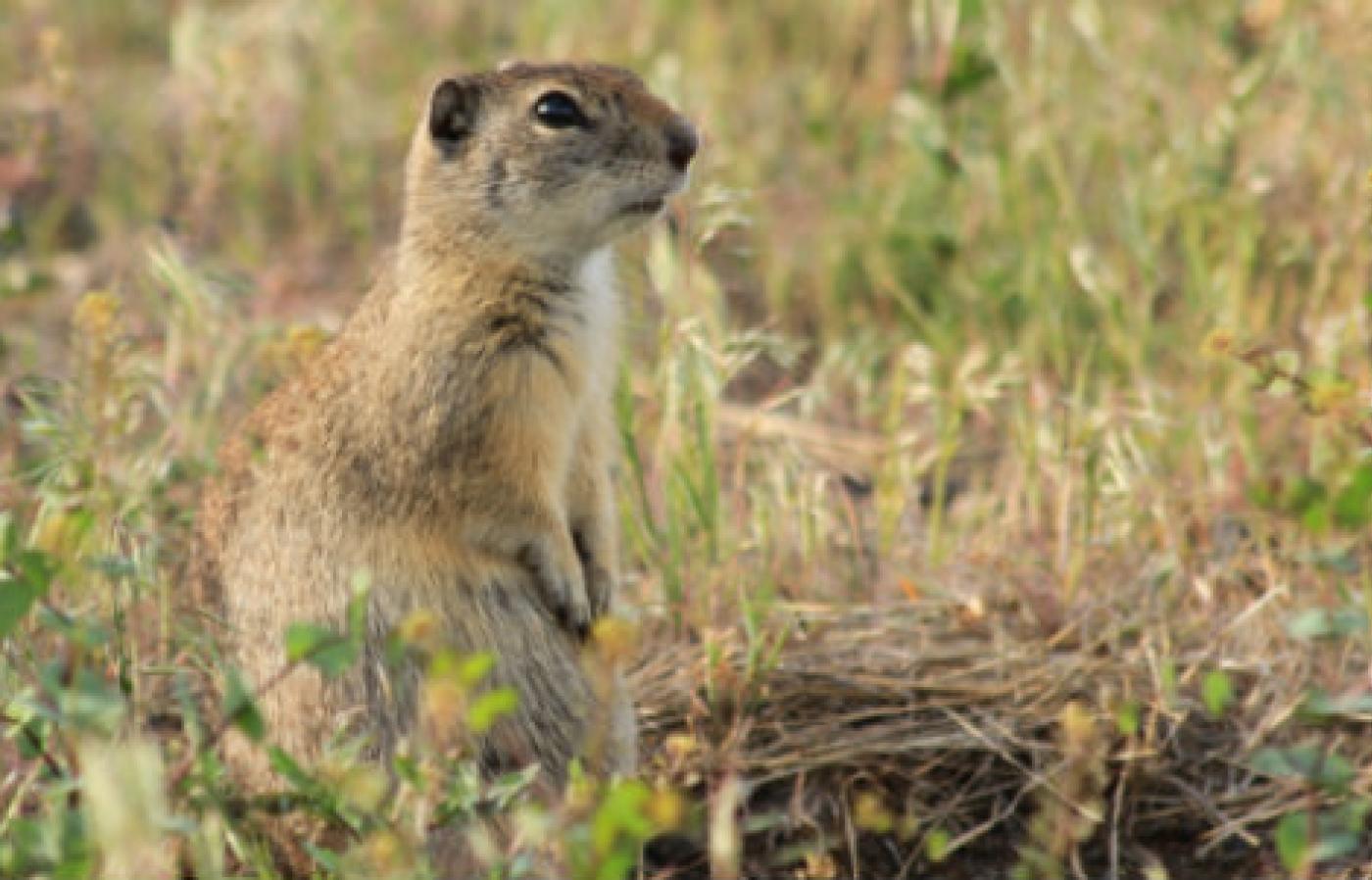 Varmint hunters' ammo selection influences lead exposure in avian ...