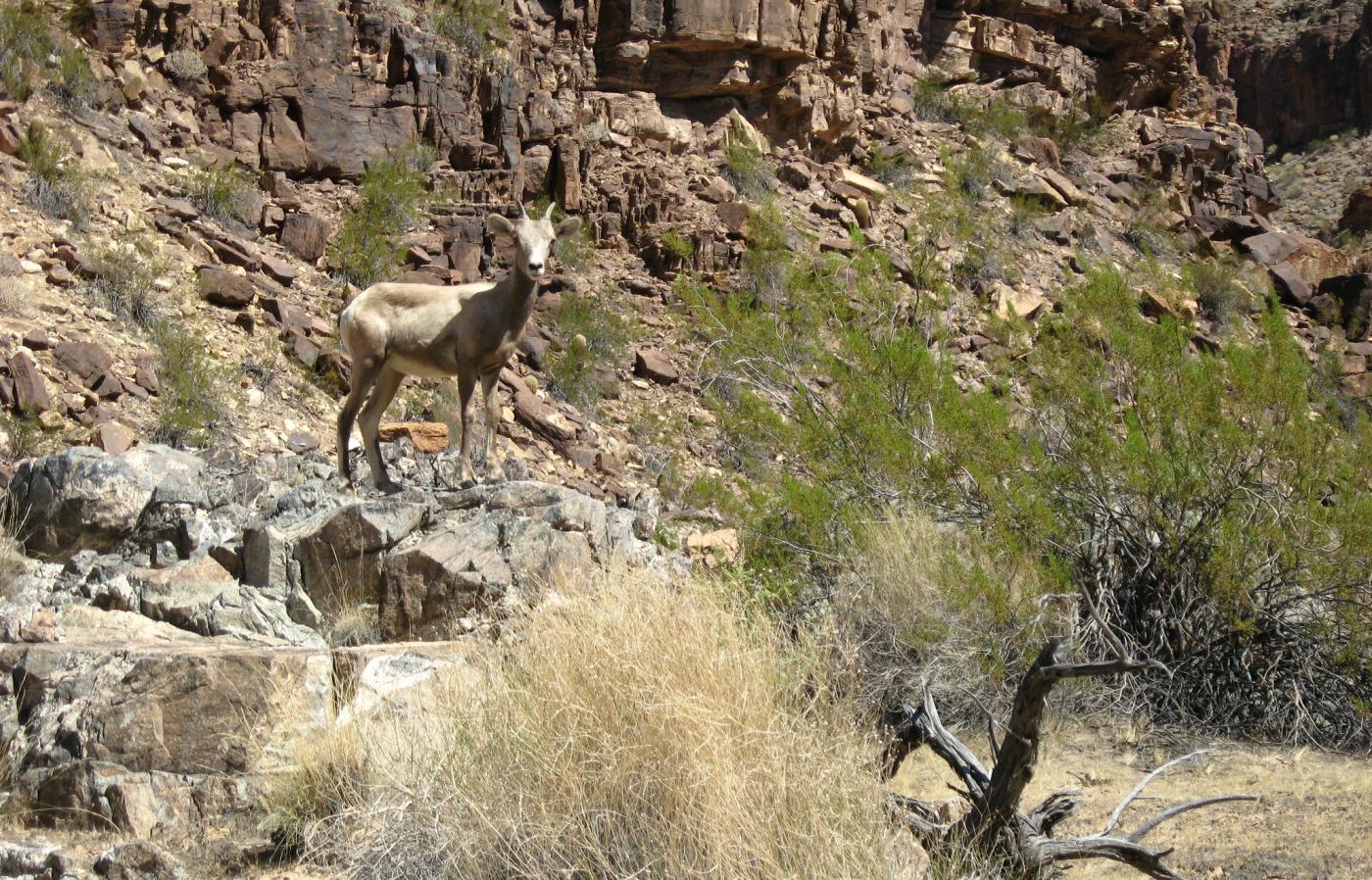 Native desert bighorn sheep in ecologically intact areas are less ...
