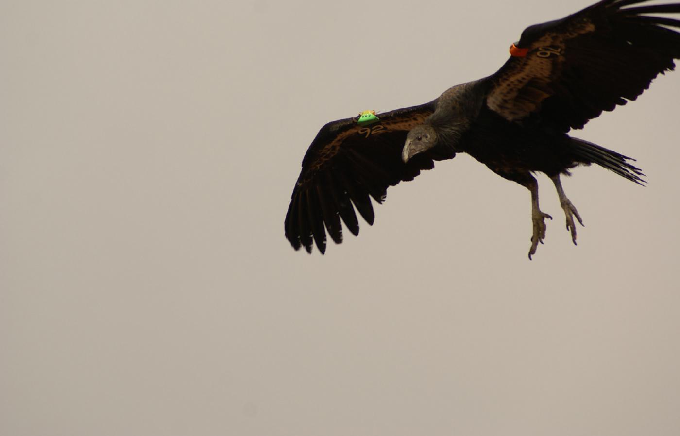 Book outlines history of California condors in Pacific Northwest ...