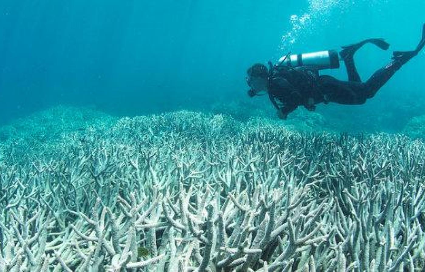 Coral Reefs In Danger Before And After