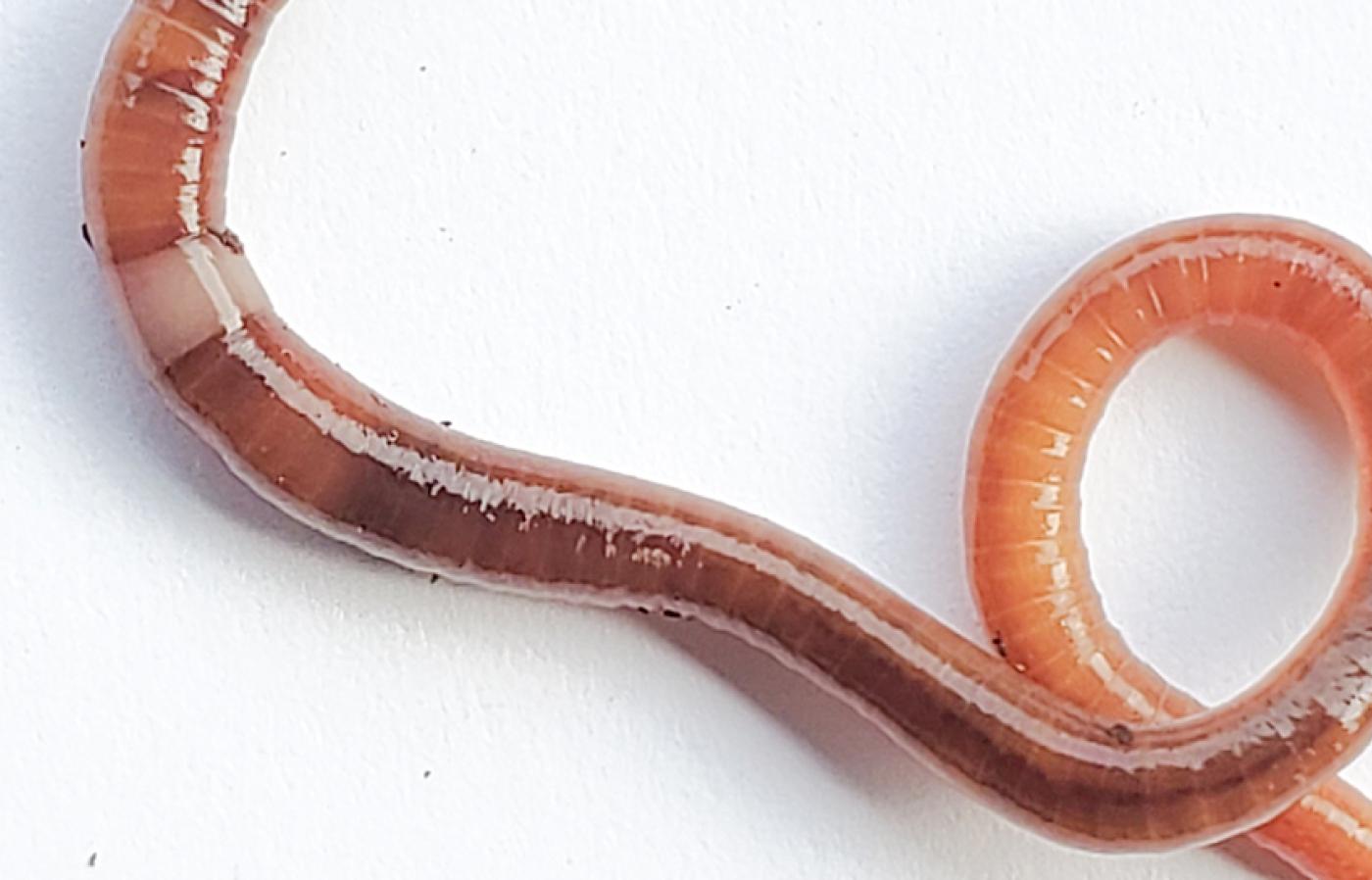 Invasive jumping worms leap into Oregon | Newsroom | Oregon State ...