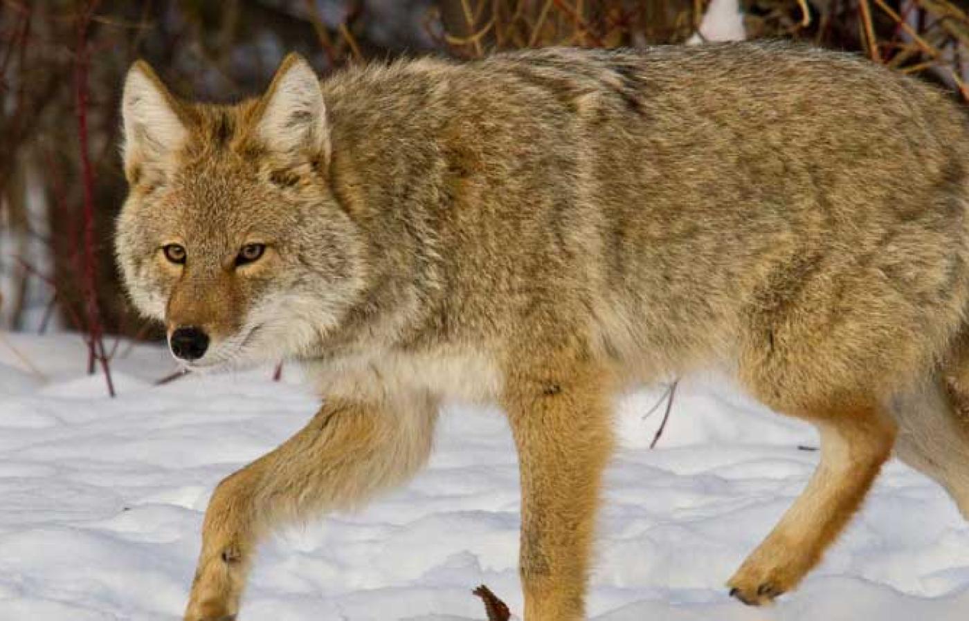 Fox Wolf Coyote