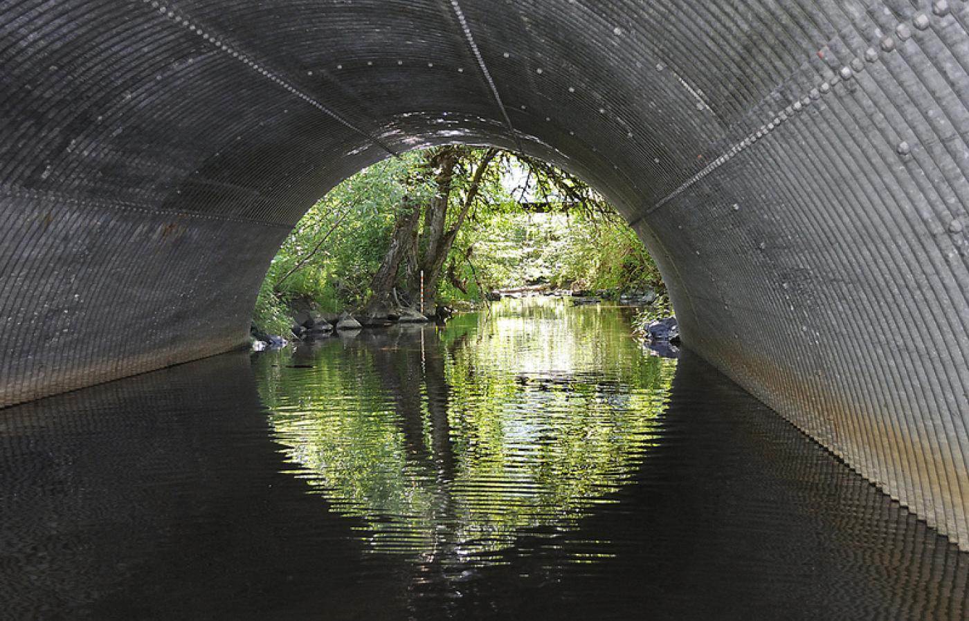 Urban areas tough on fish - but Portland leads way on mitigation ...
