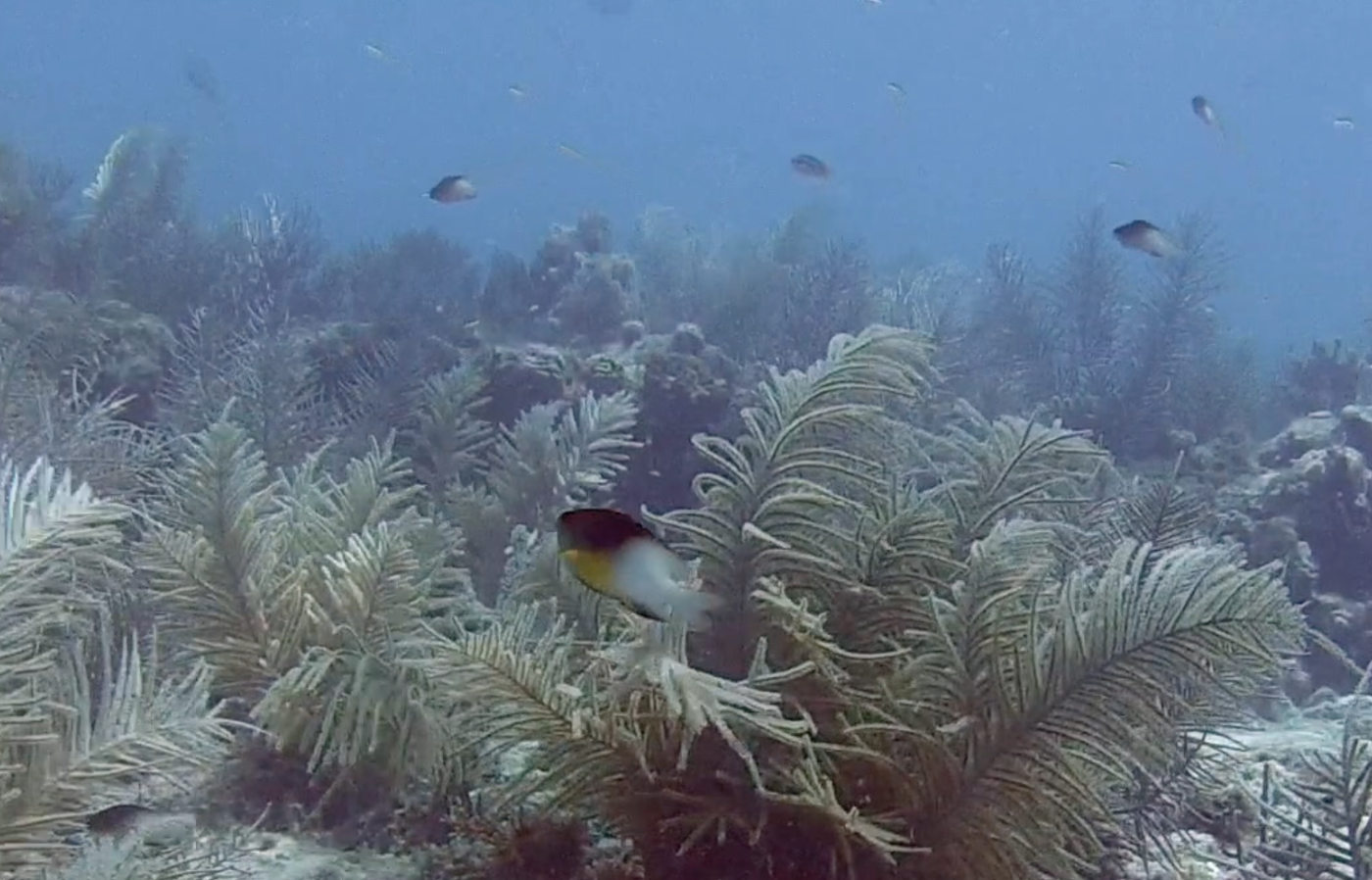 Larvae from fat fish on deep reefs help keep shallower populations ...