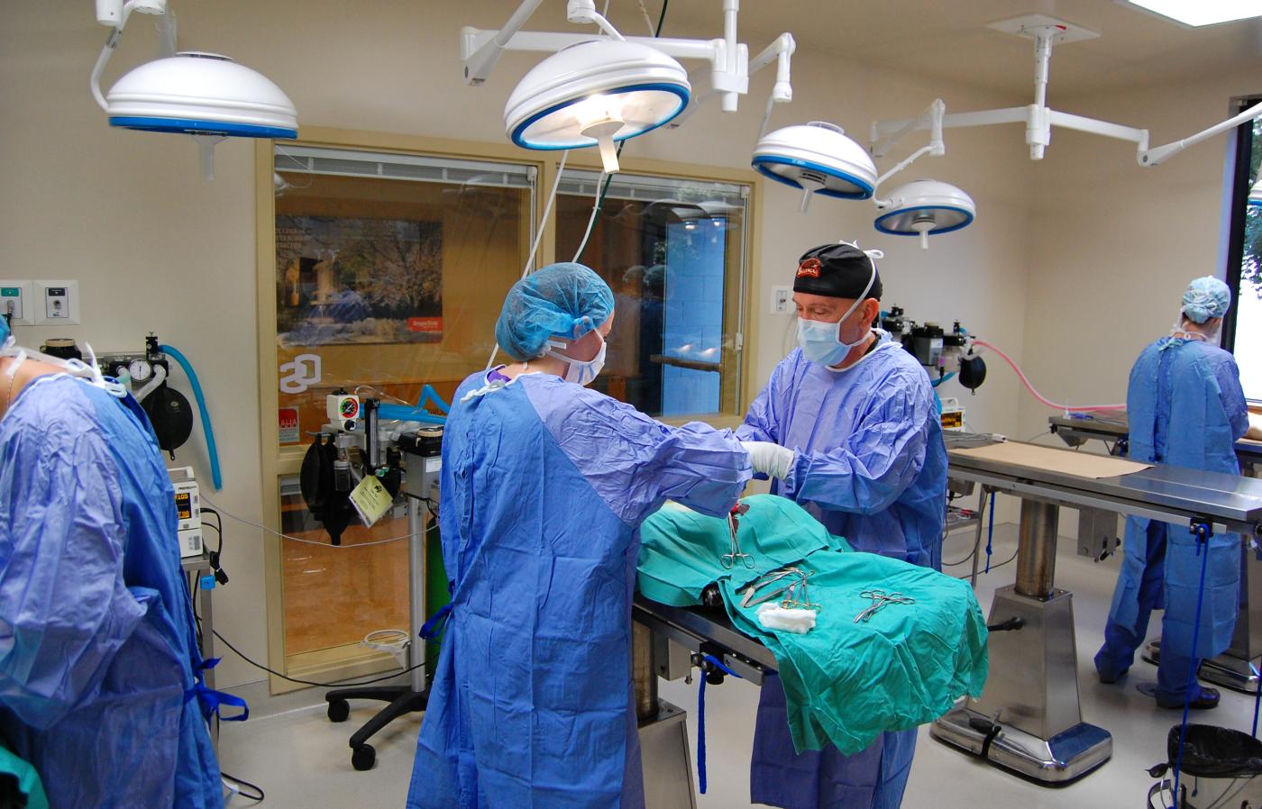 Faster method to spay cats found to be safe, effective | Newsroom ...