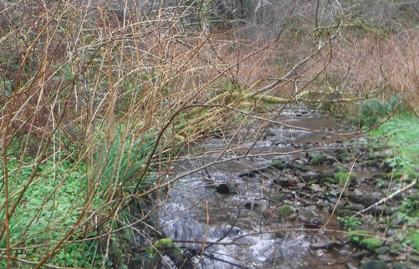 When it comes to keeping streams cool, buffer strips help but geology ...