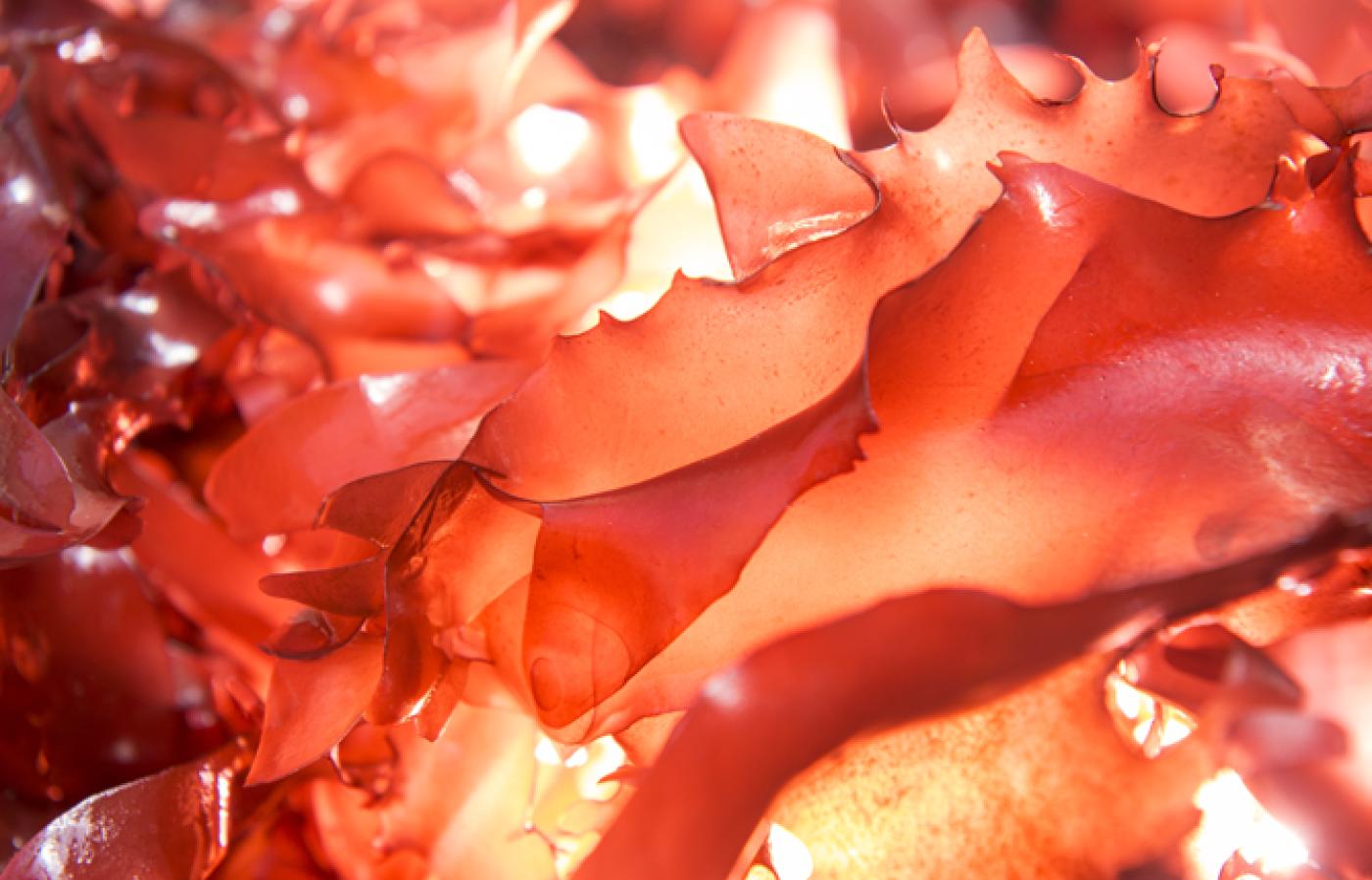 OSU researchers discover the unicorn - seaweed that tastes like bacon ...