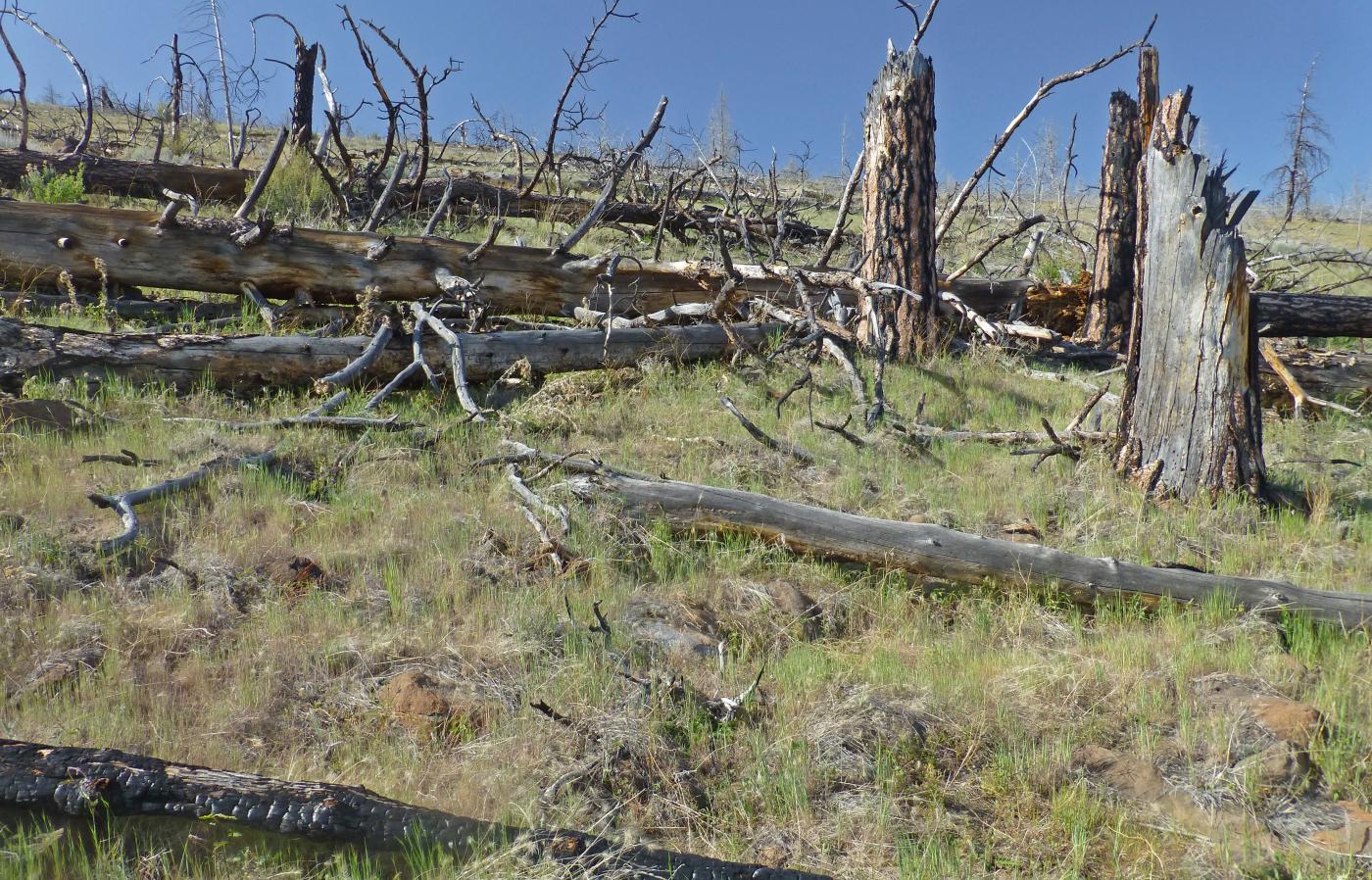 Climate change threatens forest survival on drier, low-elevation sites ...