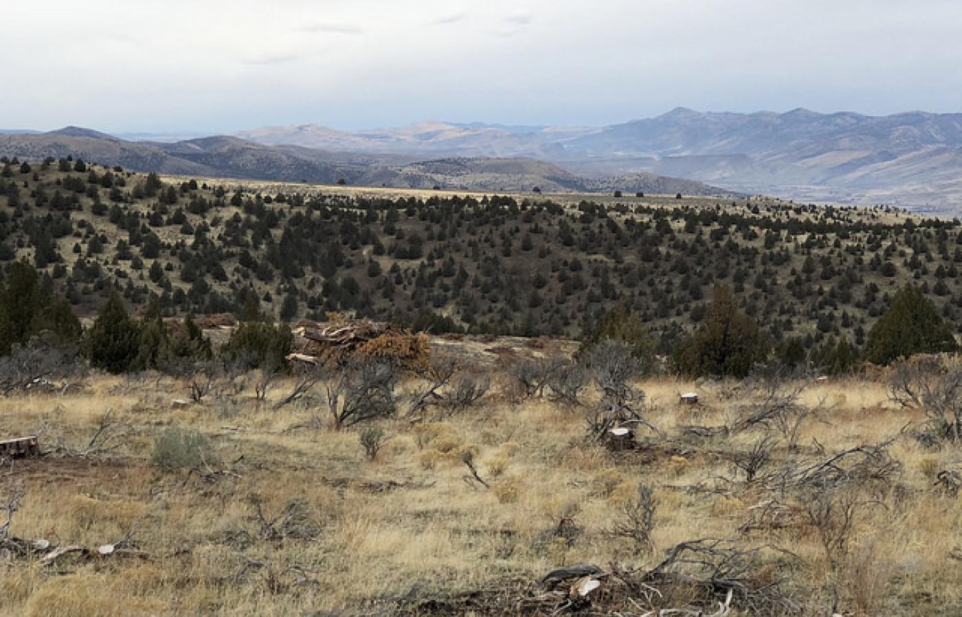 Cutting and leaving western juniper may lead to increase in invasive ...