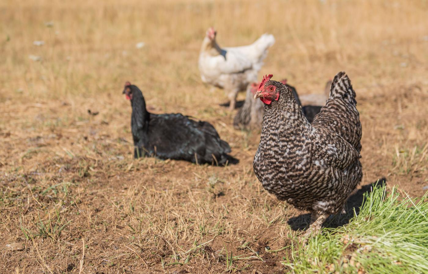 Tips to keep chickens in a laying mood | Newsroom | Oregon State University