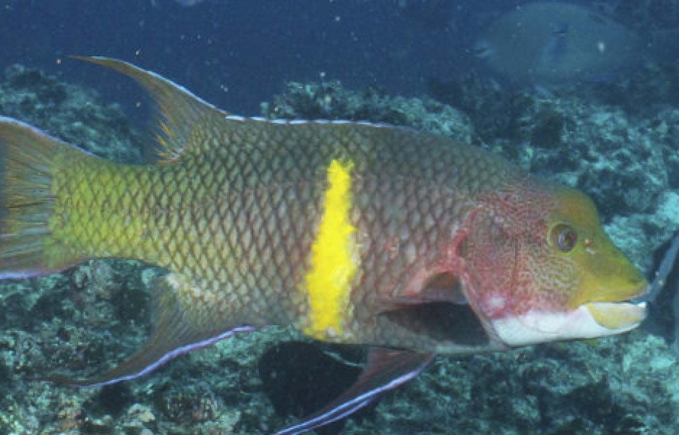 Study provides detailed glimpse of predators' effects on complex ...
