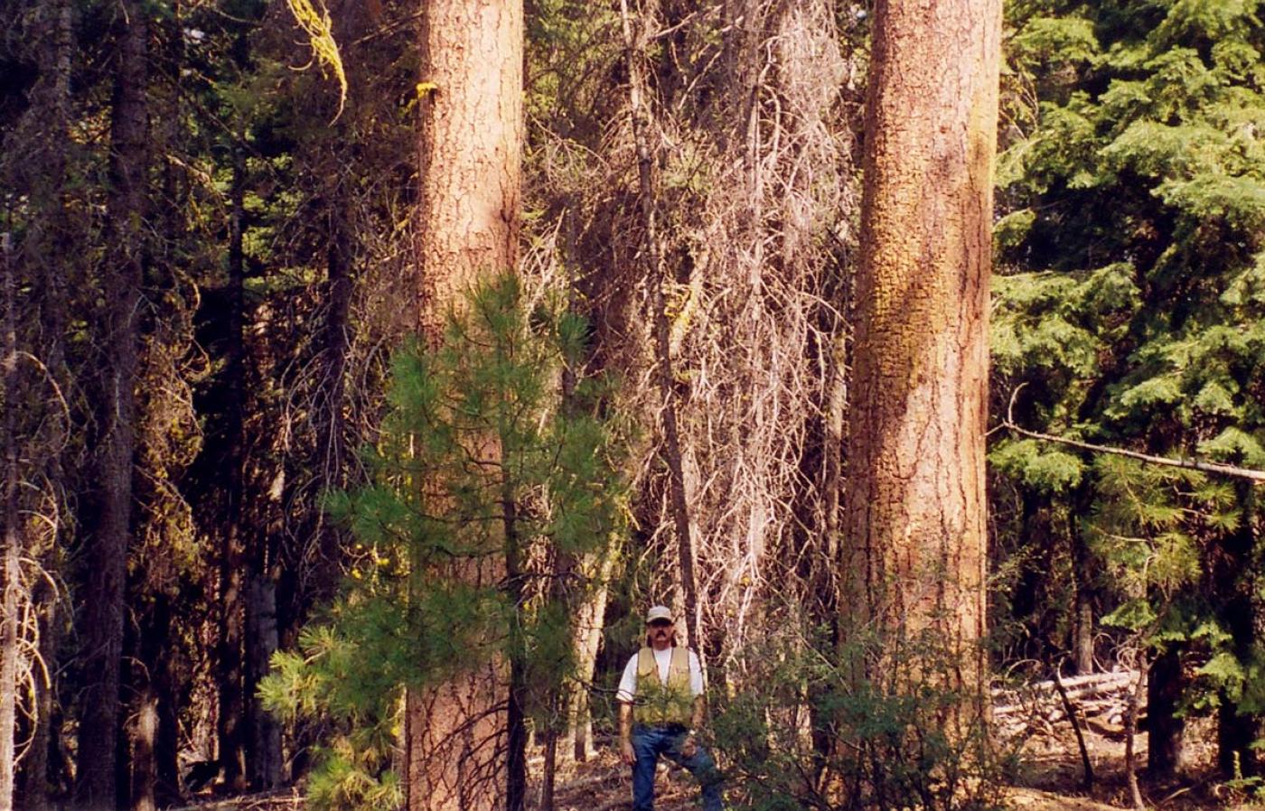 Southern Oregon forest restoration may take precedence over spotted owl ...