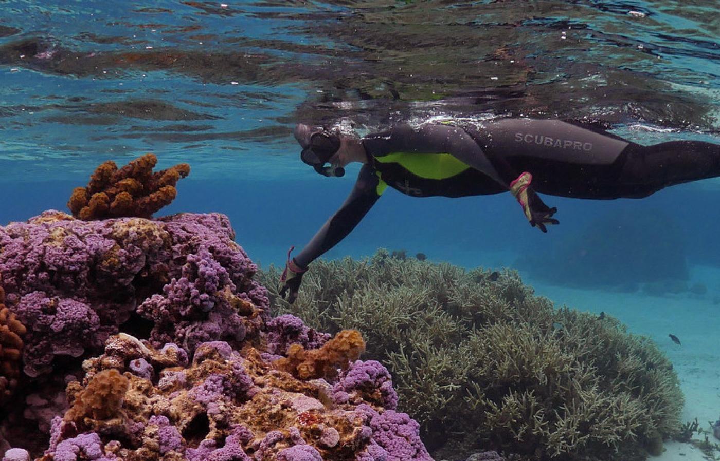Viruses hidden in coral symbiont’s genetic material are a potential ...