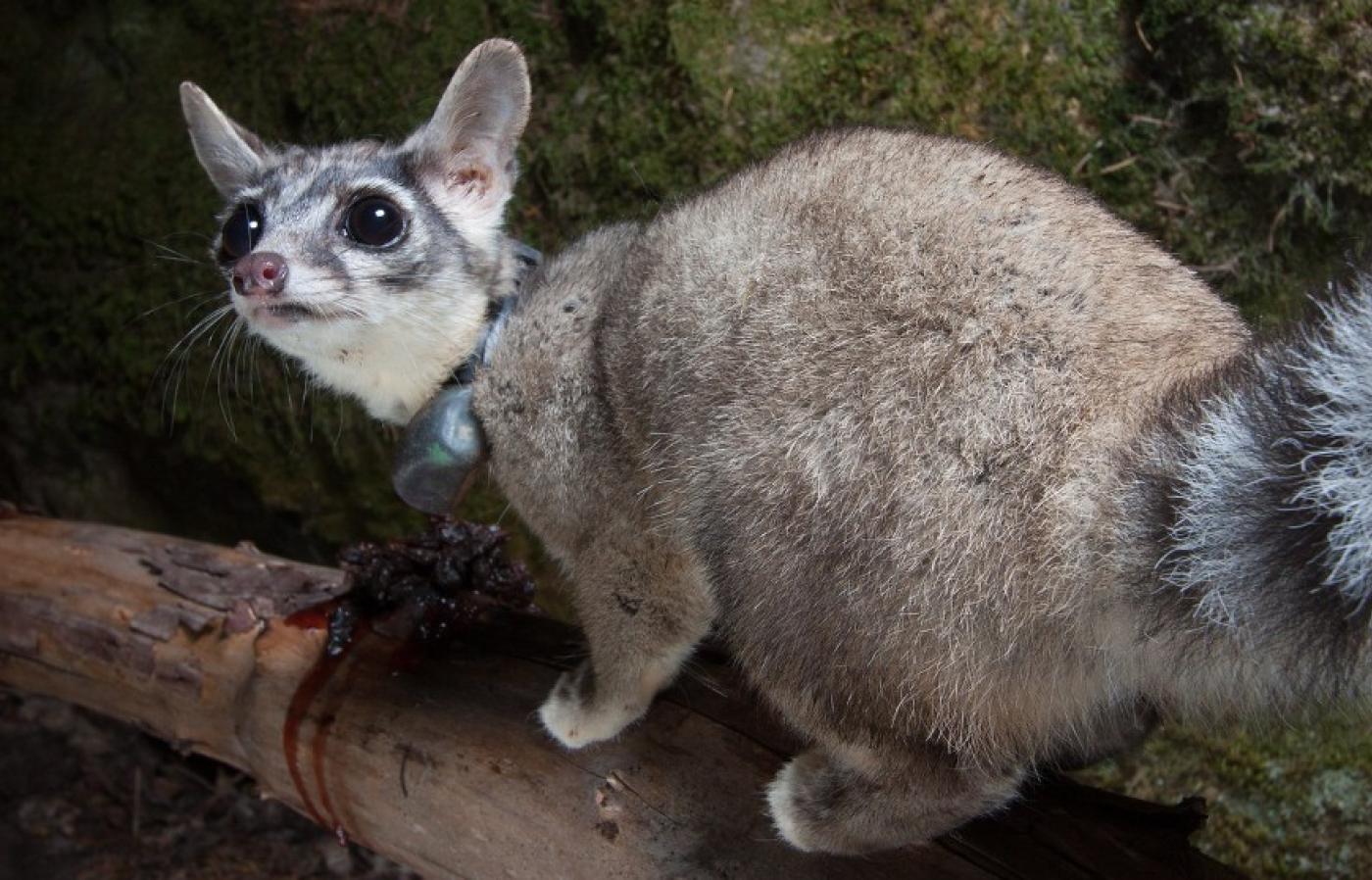 Study provides rare glimpse of the ringtail, an important but poorly ...