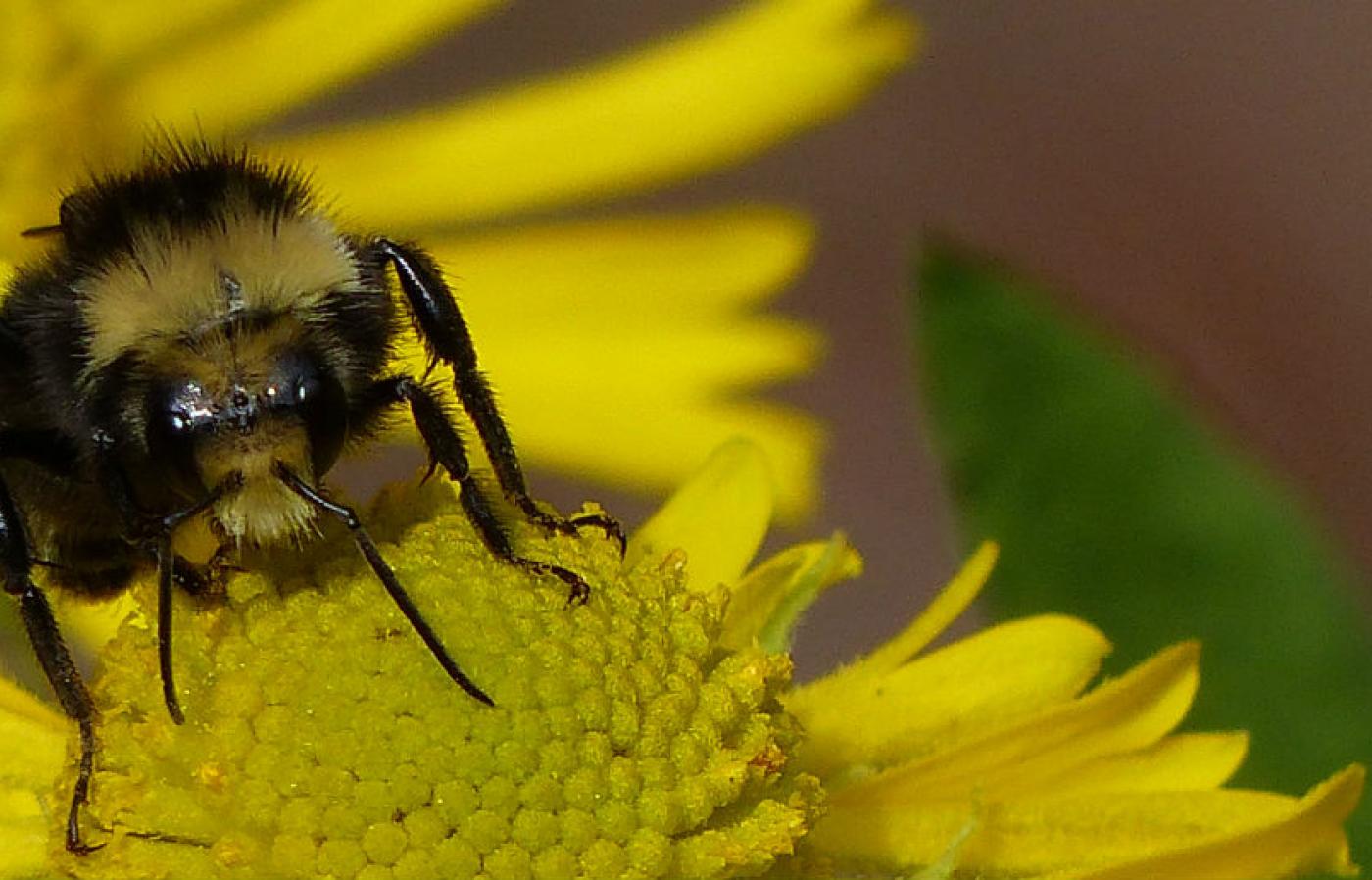 Bees love blue fluorescent light, and not just any wavelength will do ...