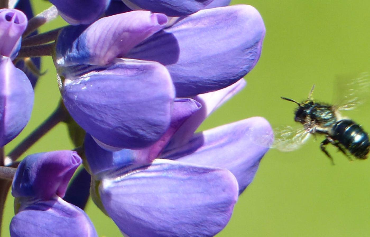 Logging site slash removal may be boon for wild bees in managed forests ...