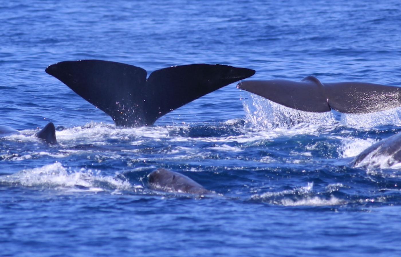 Sperm whales use distinct vocalizations to identify different whale ...
