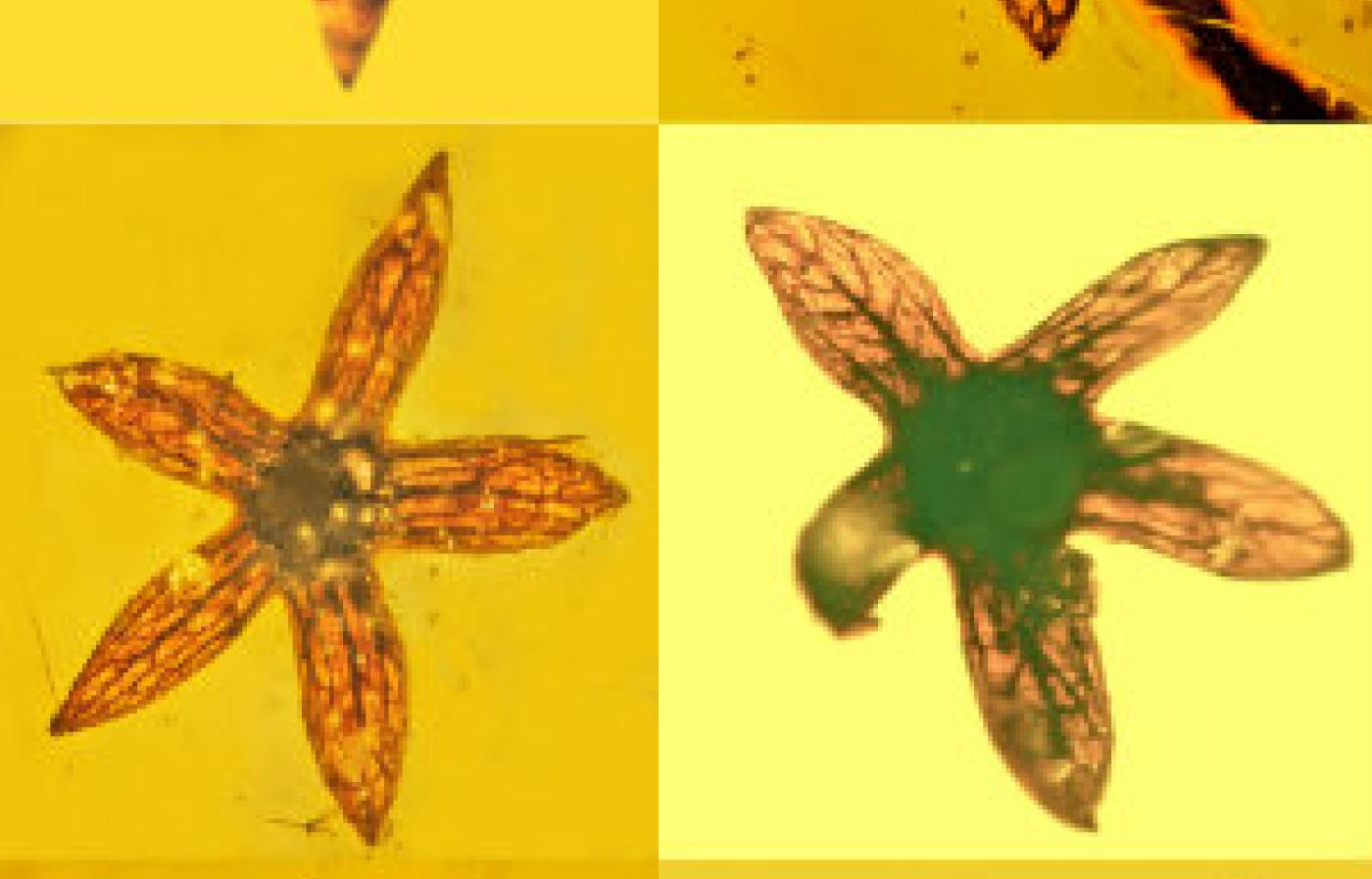 Study reveals seven complete specimens of new flower, all 100 million ...