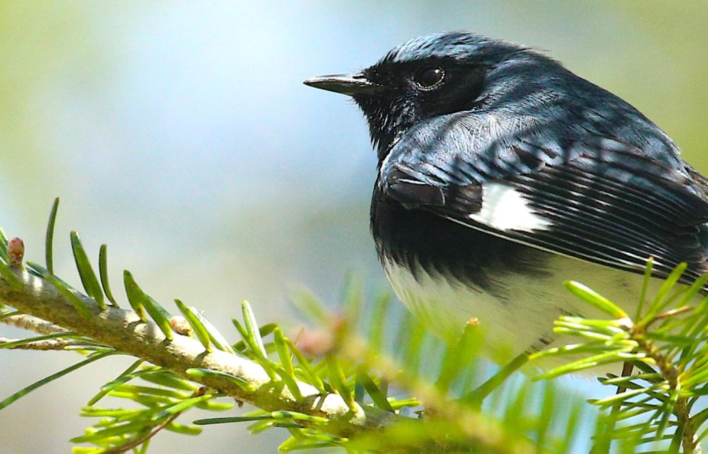 Forest birds with short, round wings more sensitive to habitat ...