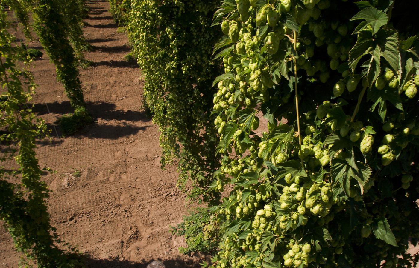 Compound from hops aids cognitive function in young animals | Newsroom ...