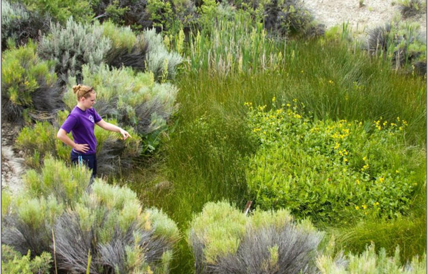 Study finds Oregon's most common fish at least three distinct species ...
