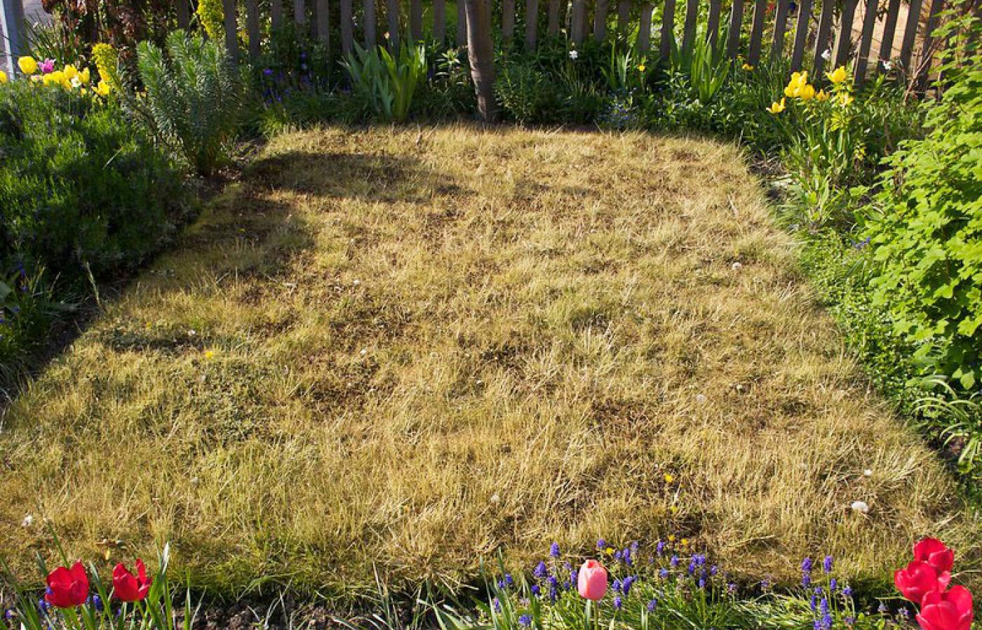 When it’s time to say goodbye to lawn, uproot it first | Newsroom ...