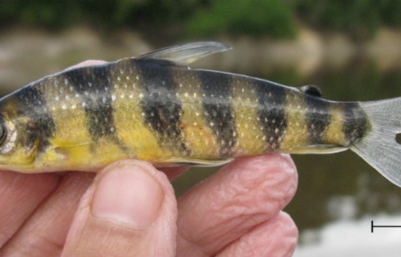 Scientists name new species of fish from the Orinoco region after ...
