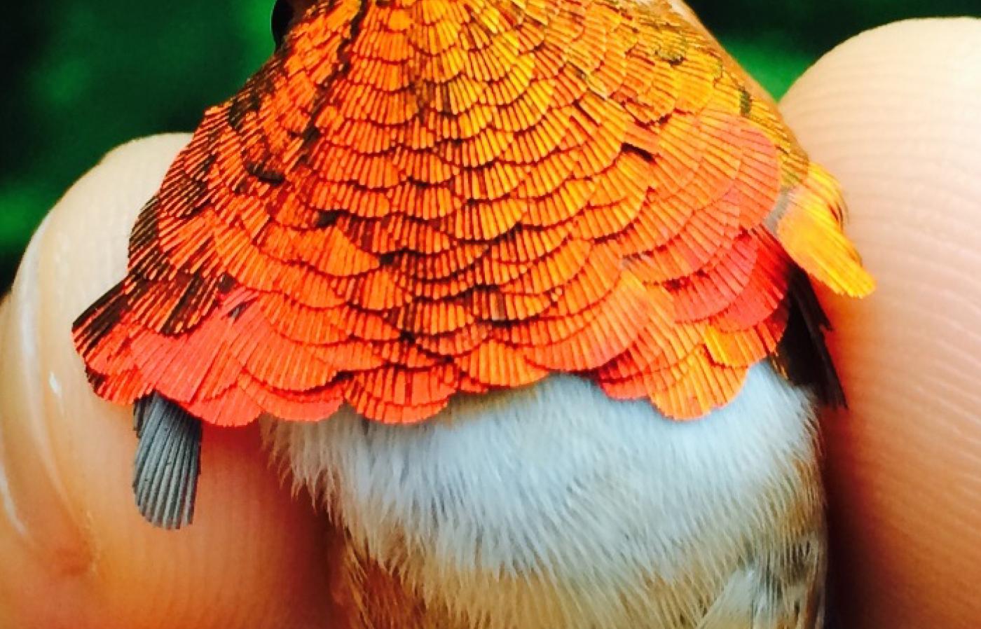Precipitation, not warming temperatures, may be key in bird adaptation ...