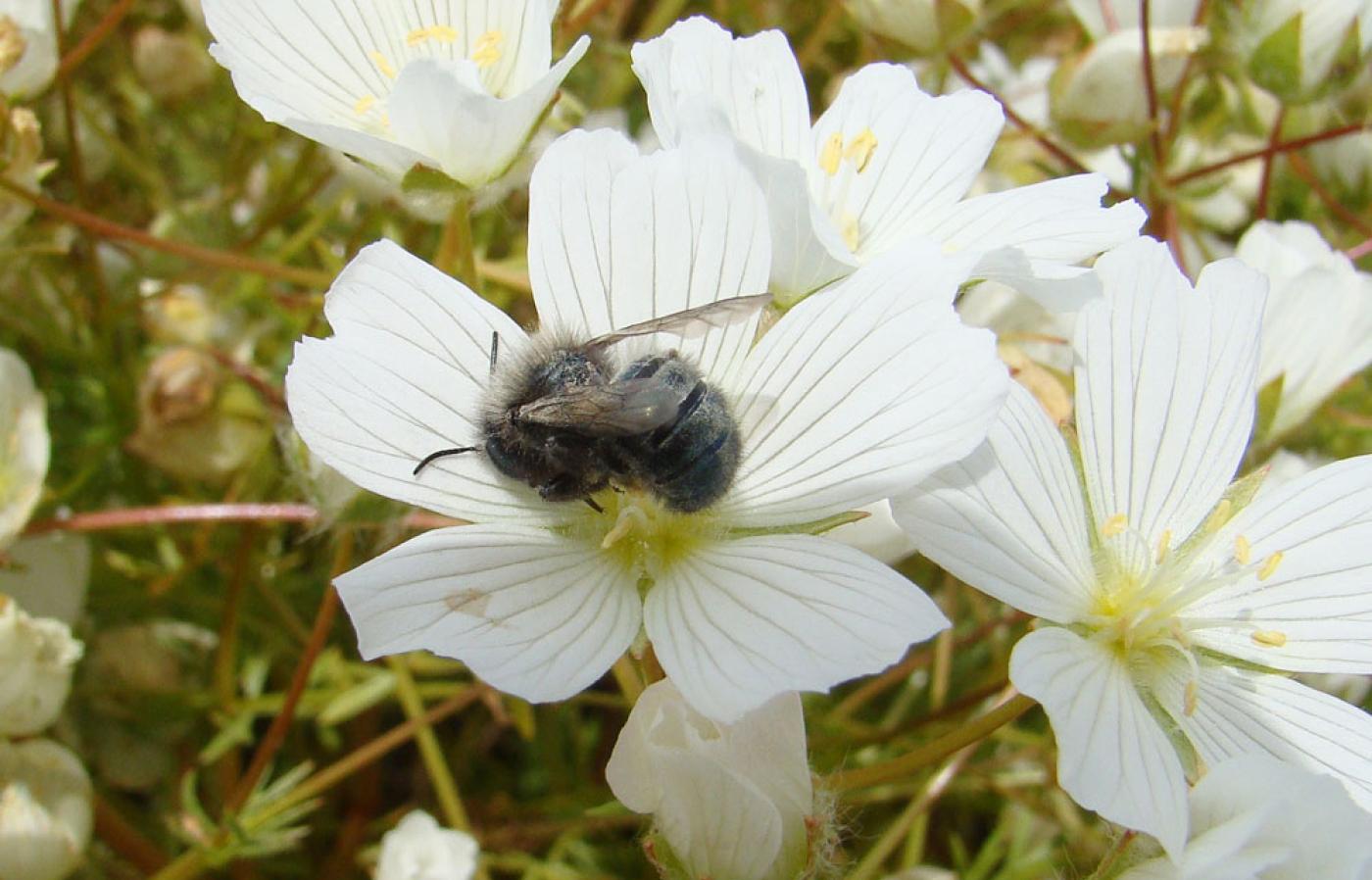 Mason bees go to work early in the season before honey bees emerge ...
