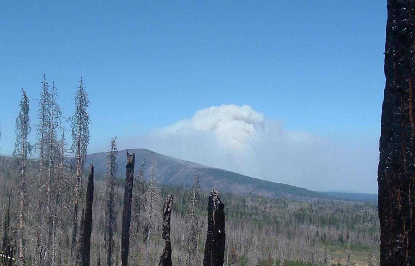 Insect-killed forests pose no additional likelihood of wildfire ...