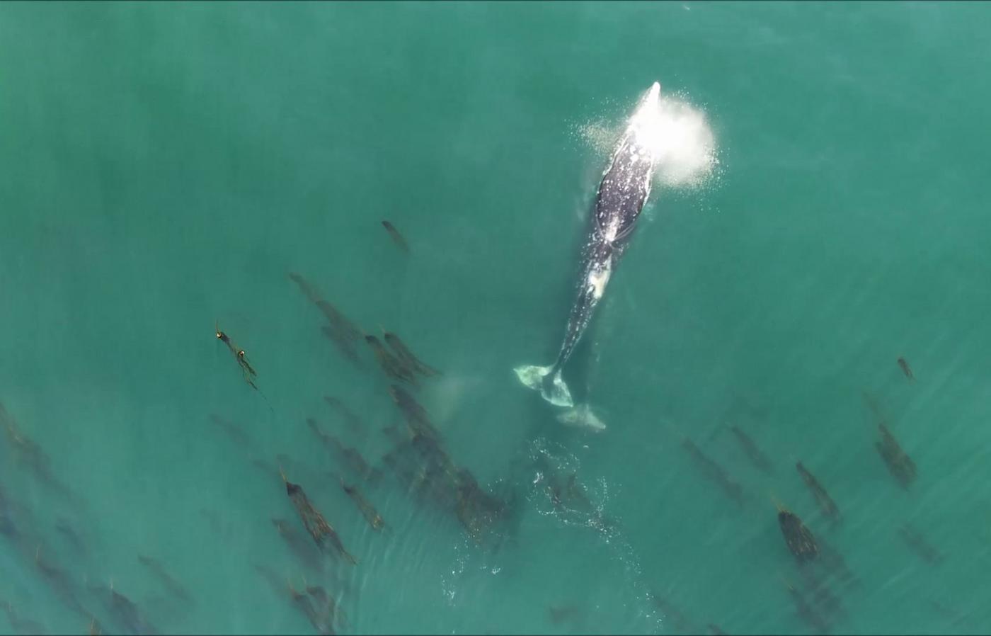 Study: Unmanned “drones” give scientists new insights into gray whale ...