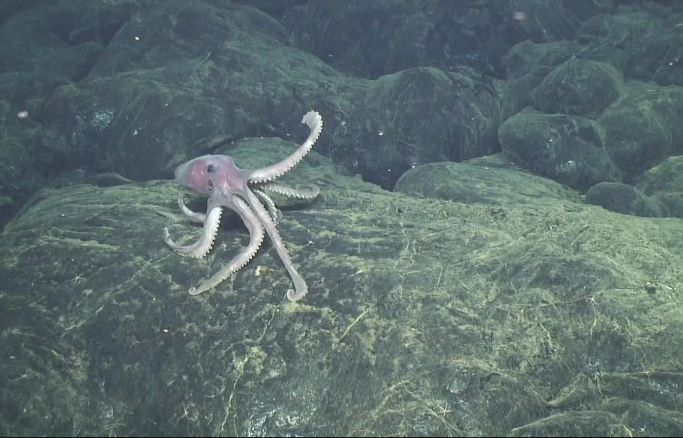 Undersea volcano may provide clues to terrestrial eruptions | Newsroom ...