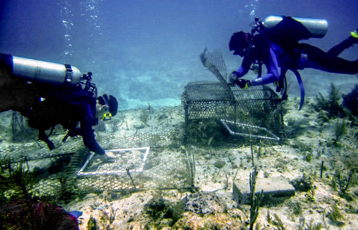 Coral reefs fall victim to overfishing, pollution aggravated by ocean warming | Newsroom ...
