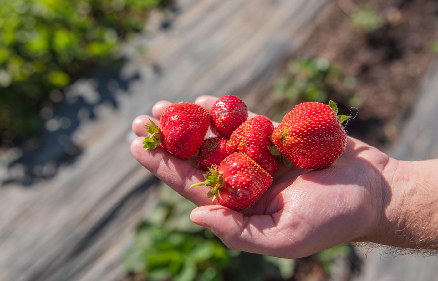 Early spring is the best time to plant strawberries | Newsroom | Oregon ...