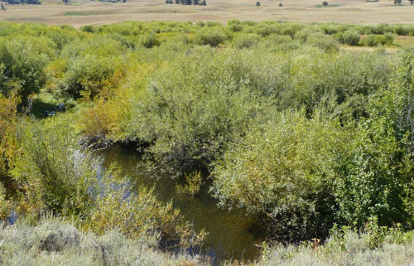 Reintroduction of wolves tied to return of tall willows in Yellowstone ...