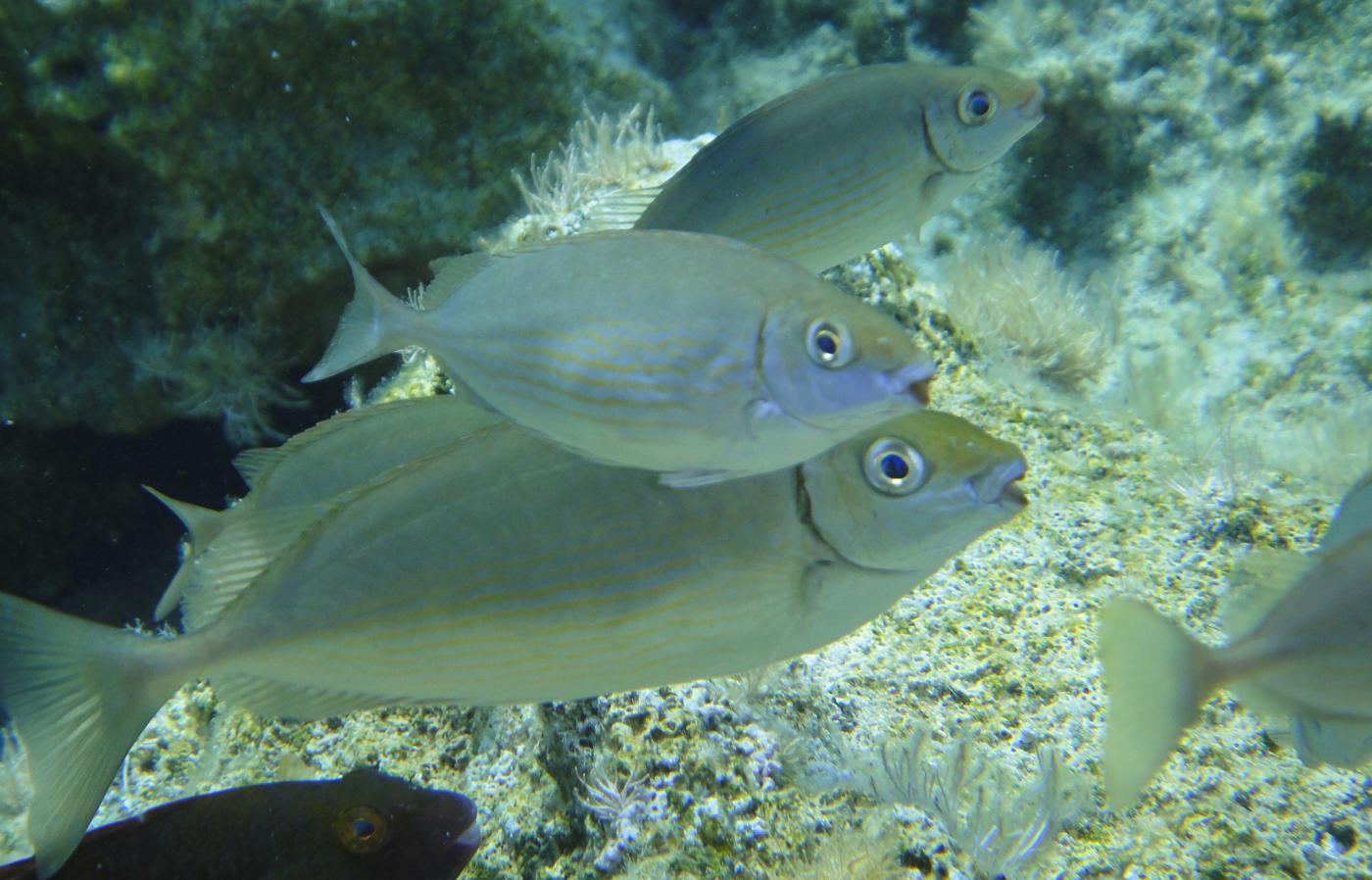 Study finds tropical fish moving into temperate waters | Newsroom ...