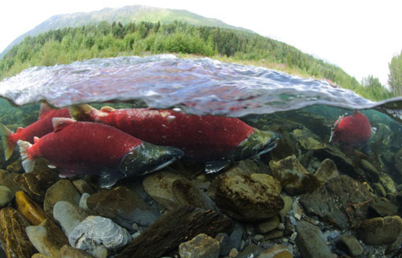 Slime proves valuable in developing method for counting salmon in ...